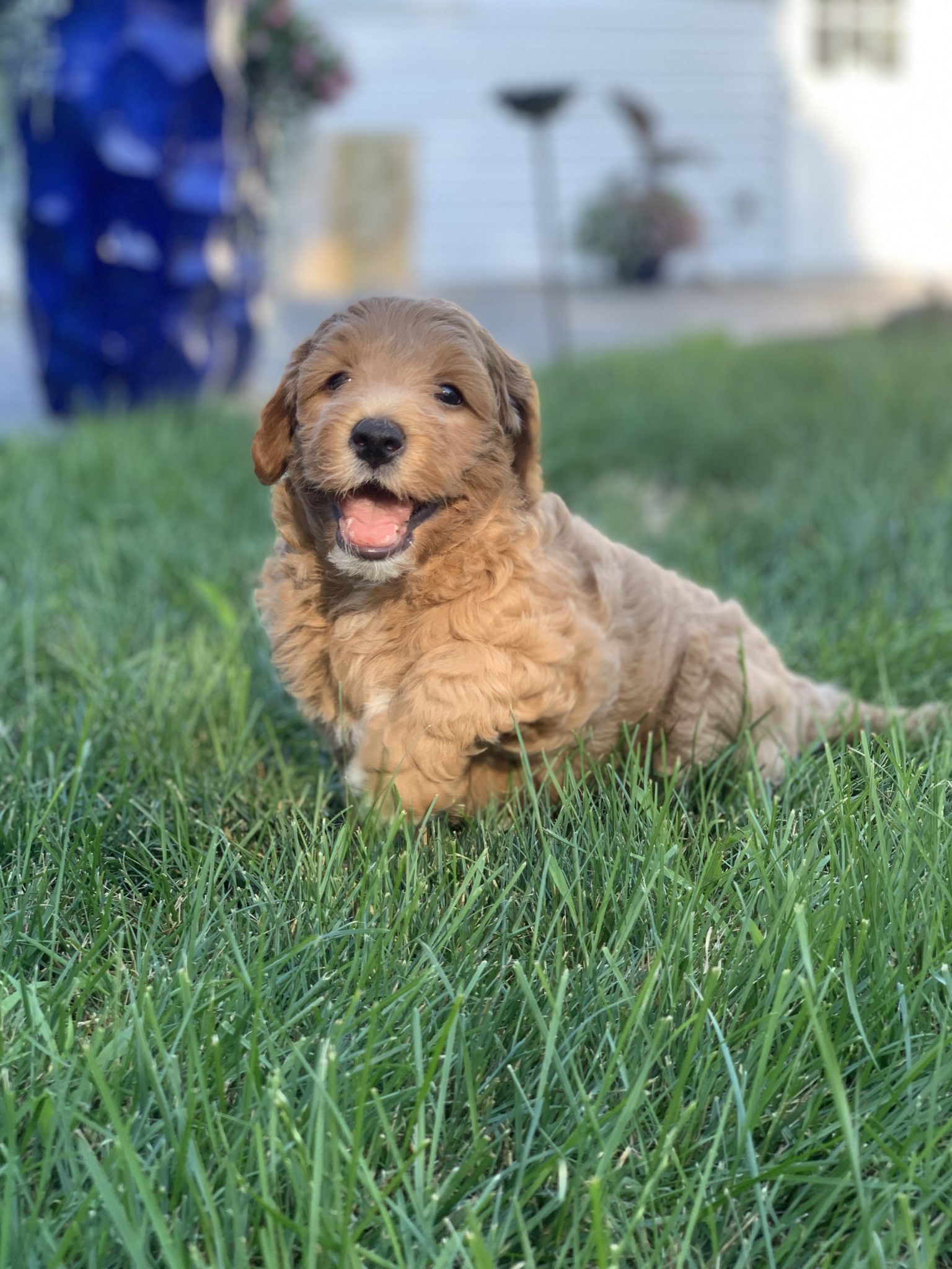 Lakeside Doodles – Ethically Raised Doodles